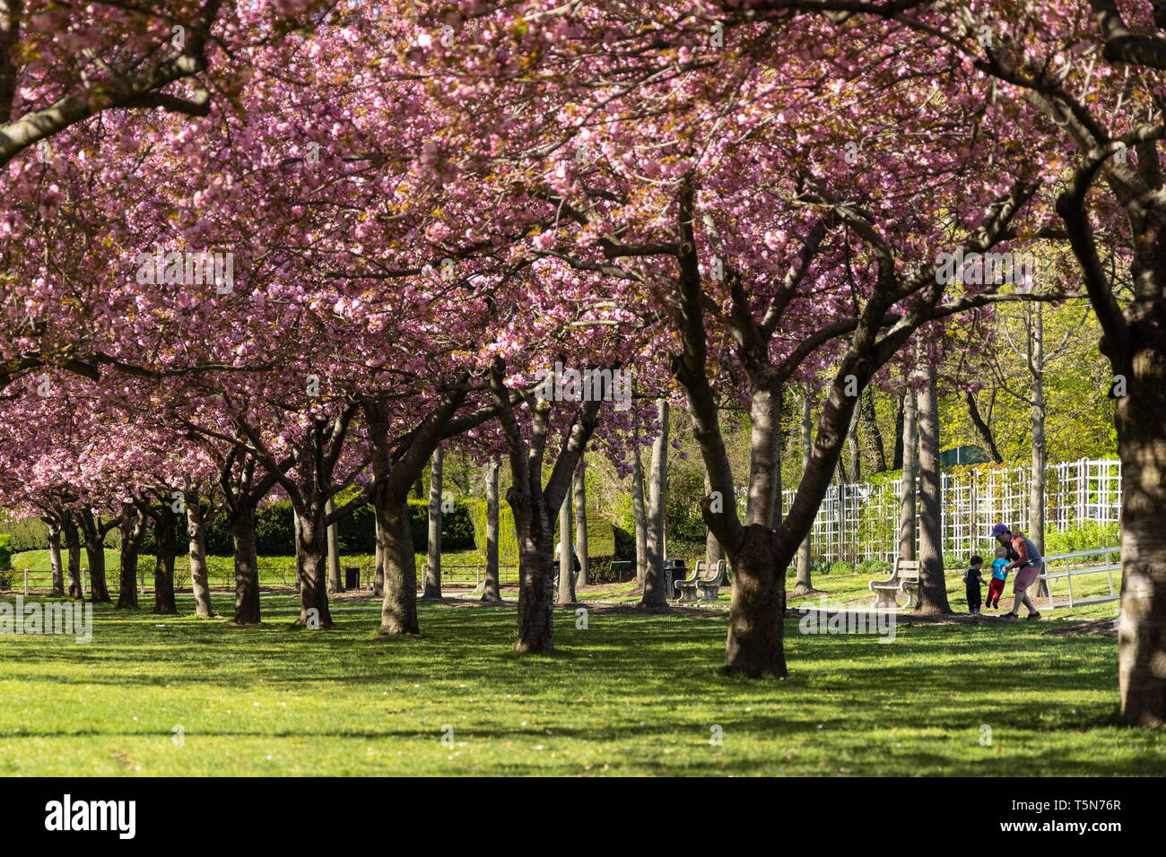 Brooklyn botanic garden cherry blossoms hi-res stock photography and ...