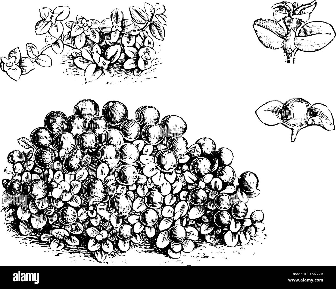 This plant does not grow tall; the flowers begin forming in the spring ...