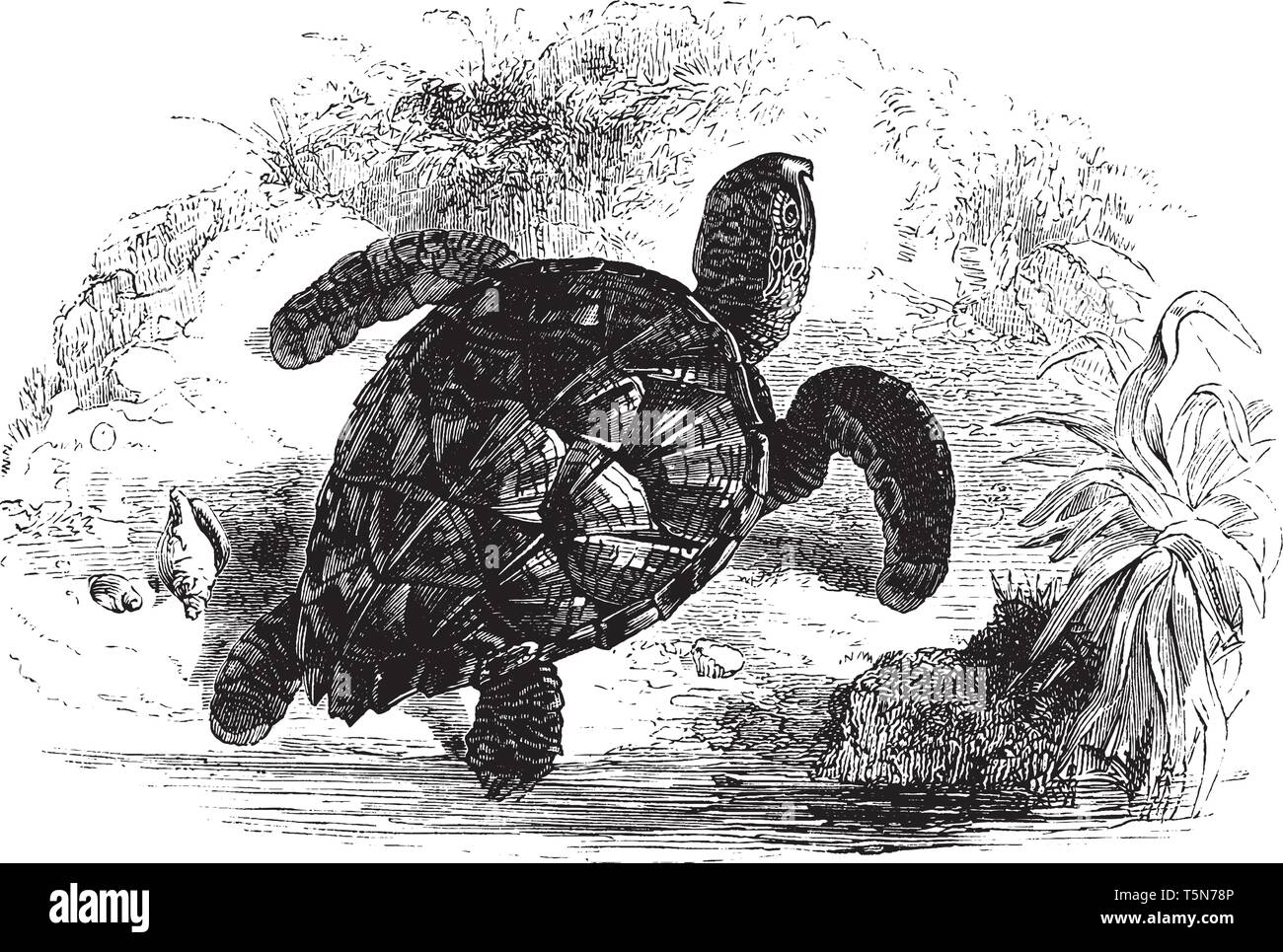 Imbricated turtle is a critically endangered sea turtle belonging to ...