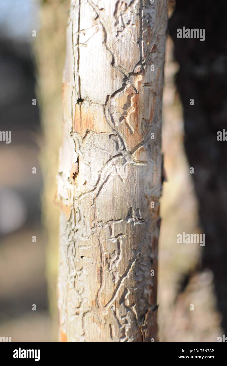 Bark beetle pattern hi-res stock photography and images - Alamy