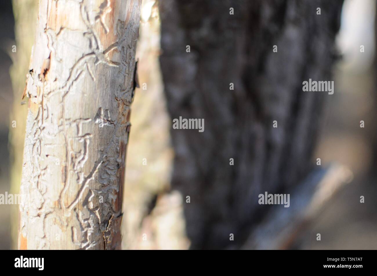 Bark beetle tree Stock Photo - Alamy