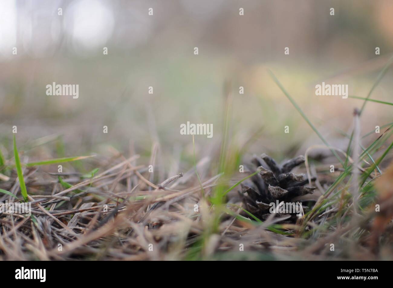 Fallen pine cones dry hi-res stock photography and images - Alamy