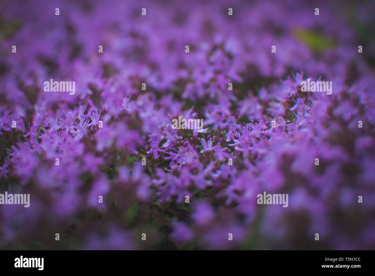 Purple thyme hi-res stock photography and images - Alamy