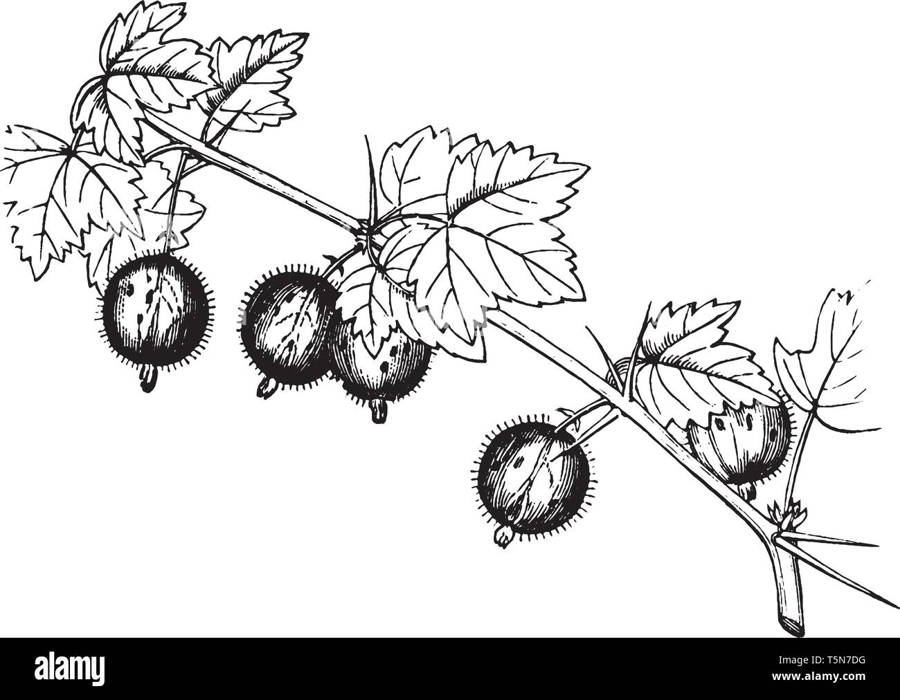 Drawing attributed Stock Vector Images - Alamy