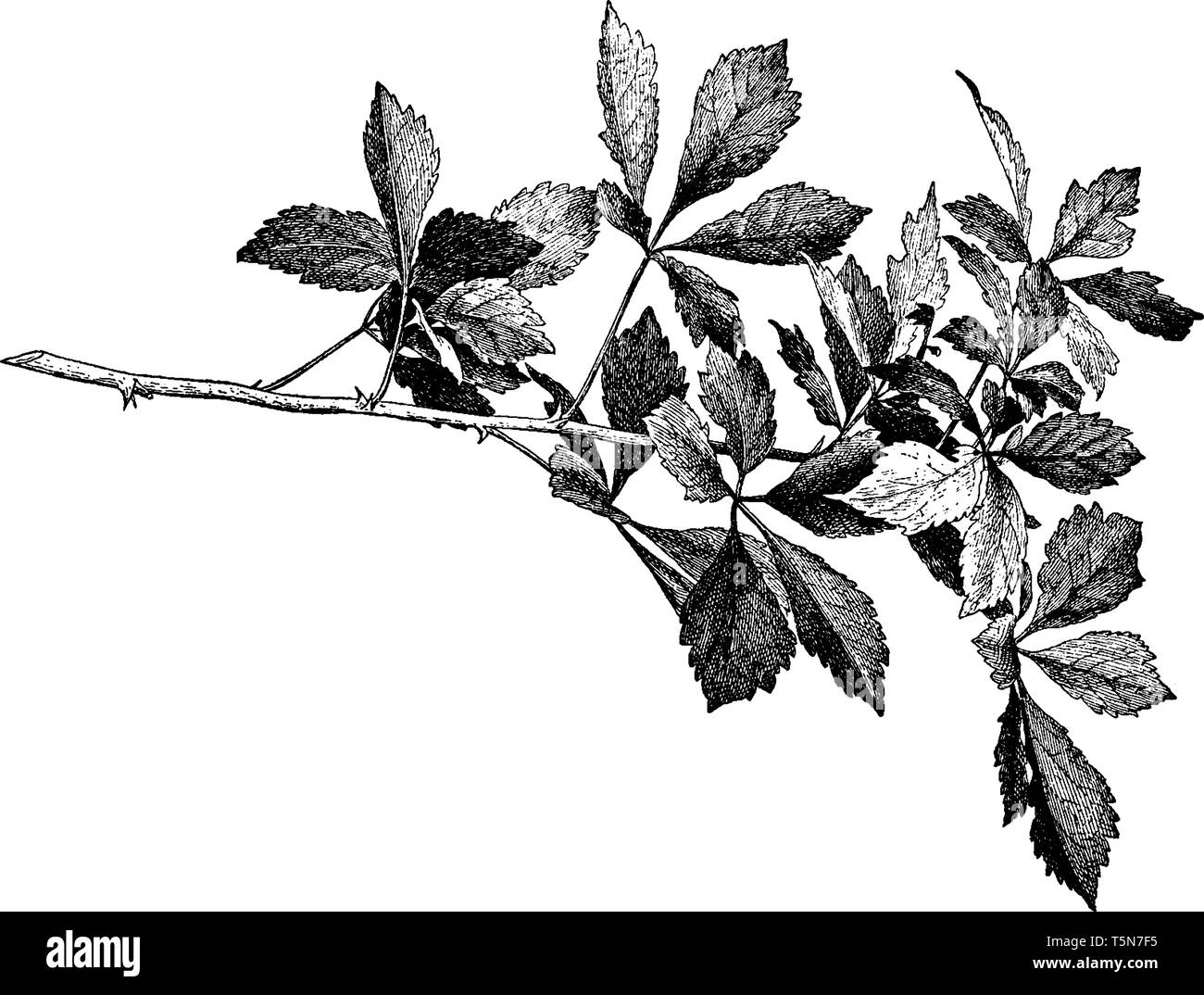 Leaf in center Stock Vector Images - Alamy