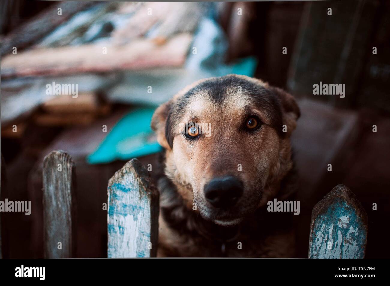 Dog looking in camera near the fence Stock Photo - Alamy