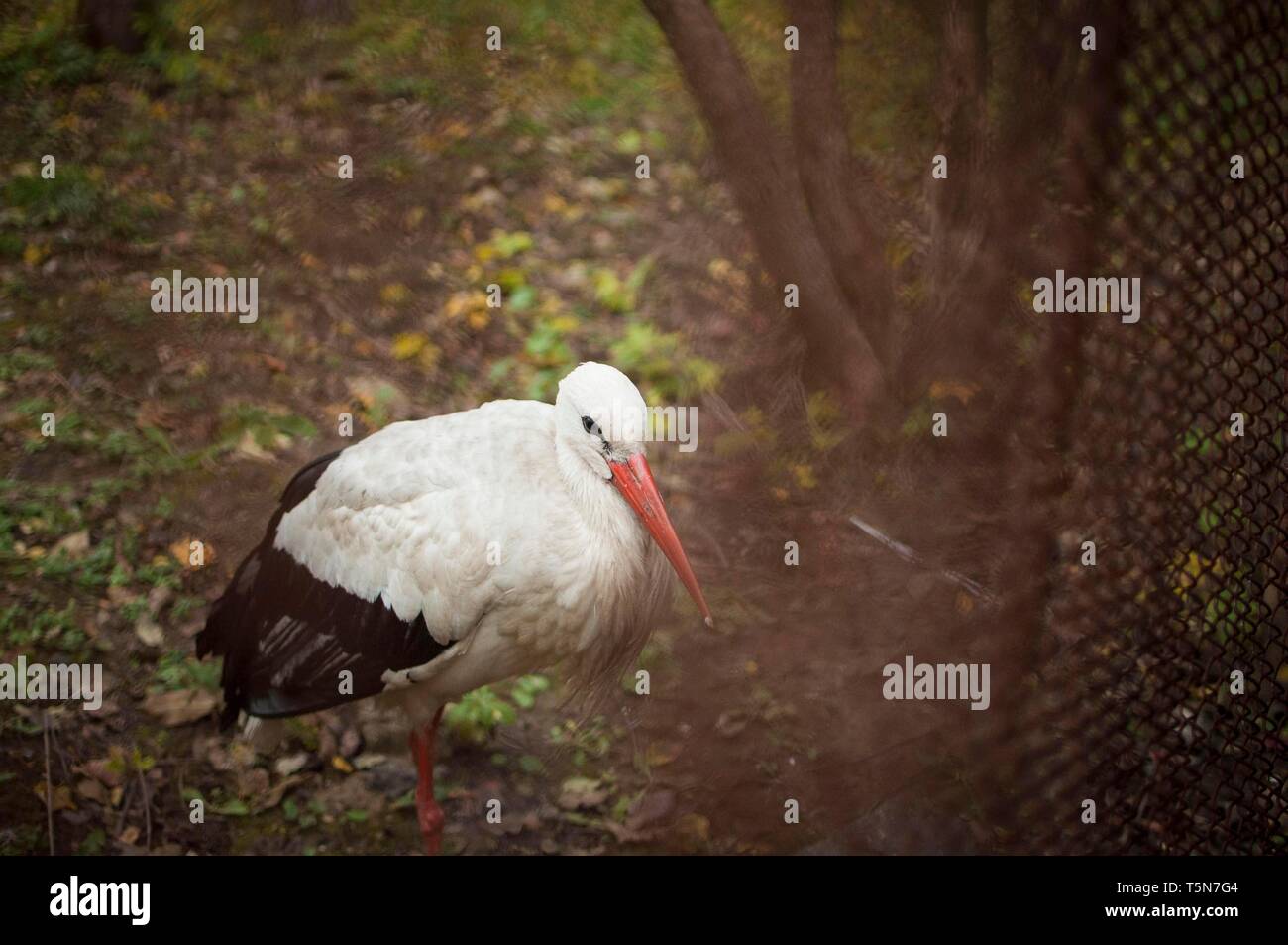 Stork farm stork bird hi-res stock photography and images - Alamy