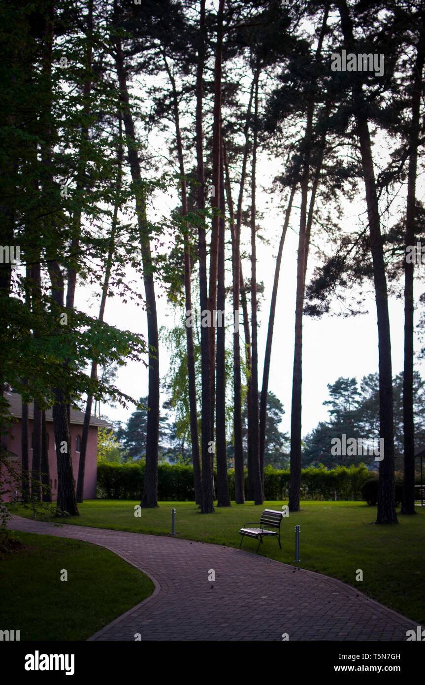Footpath pavement in pine park with bench Stock Photo - Alamy