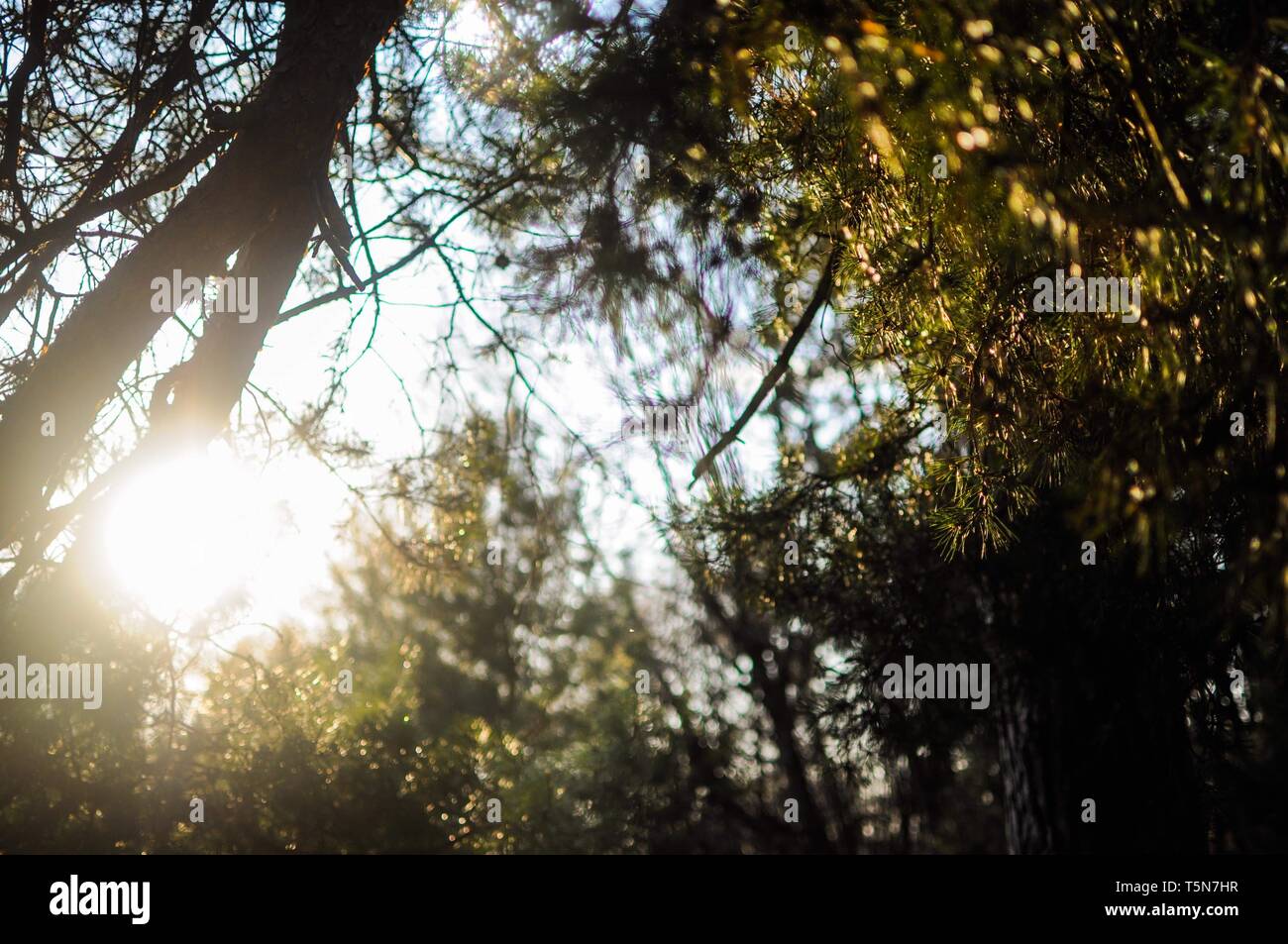 Shadow through leaf hi-res stock photography and images - Alamy