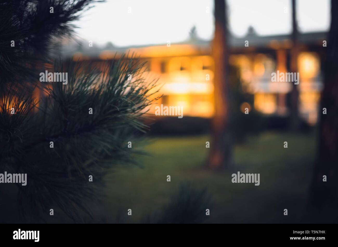 Beautiful house pine tree hi-res stock photography and images - Alamy