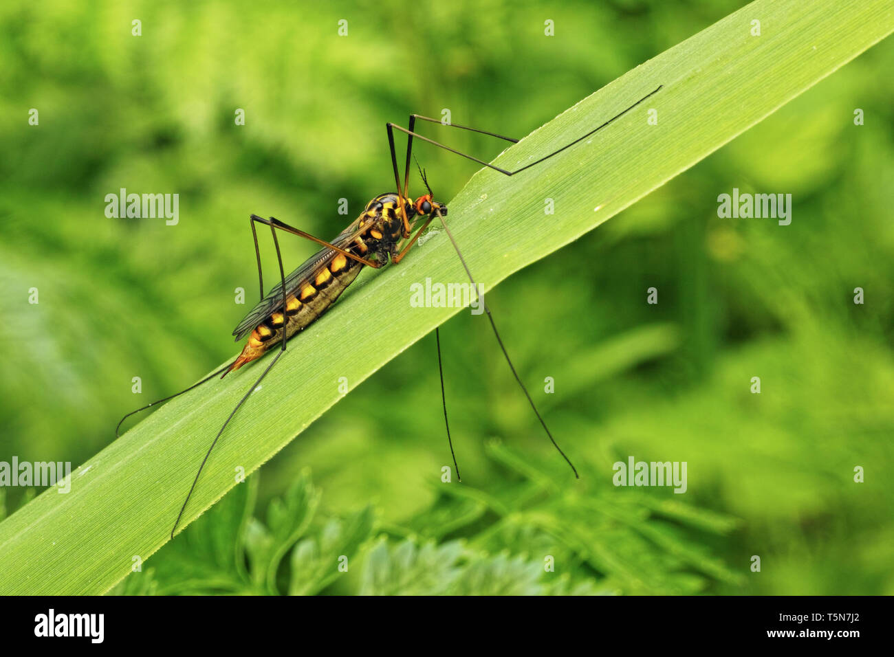 female of nephrotoma crocata, tipula crocata Stock Photo - Alamy