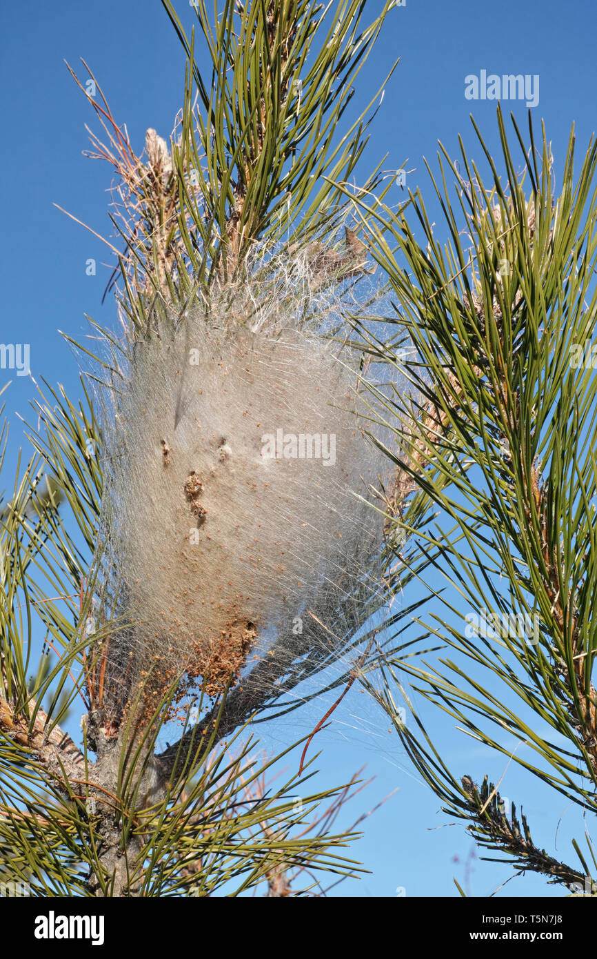 nest (tent) of pine processionary larvae on a pine tree Stock Photo - Alamy