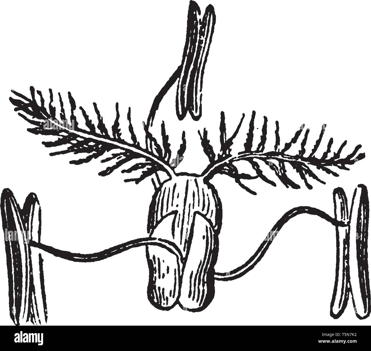 This is a grass flower. The both side growing anther and upper side ...