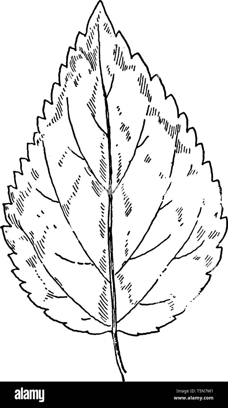 Sharp s Stock Vector Images - Alamy