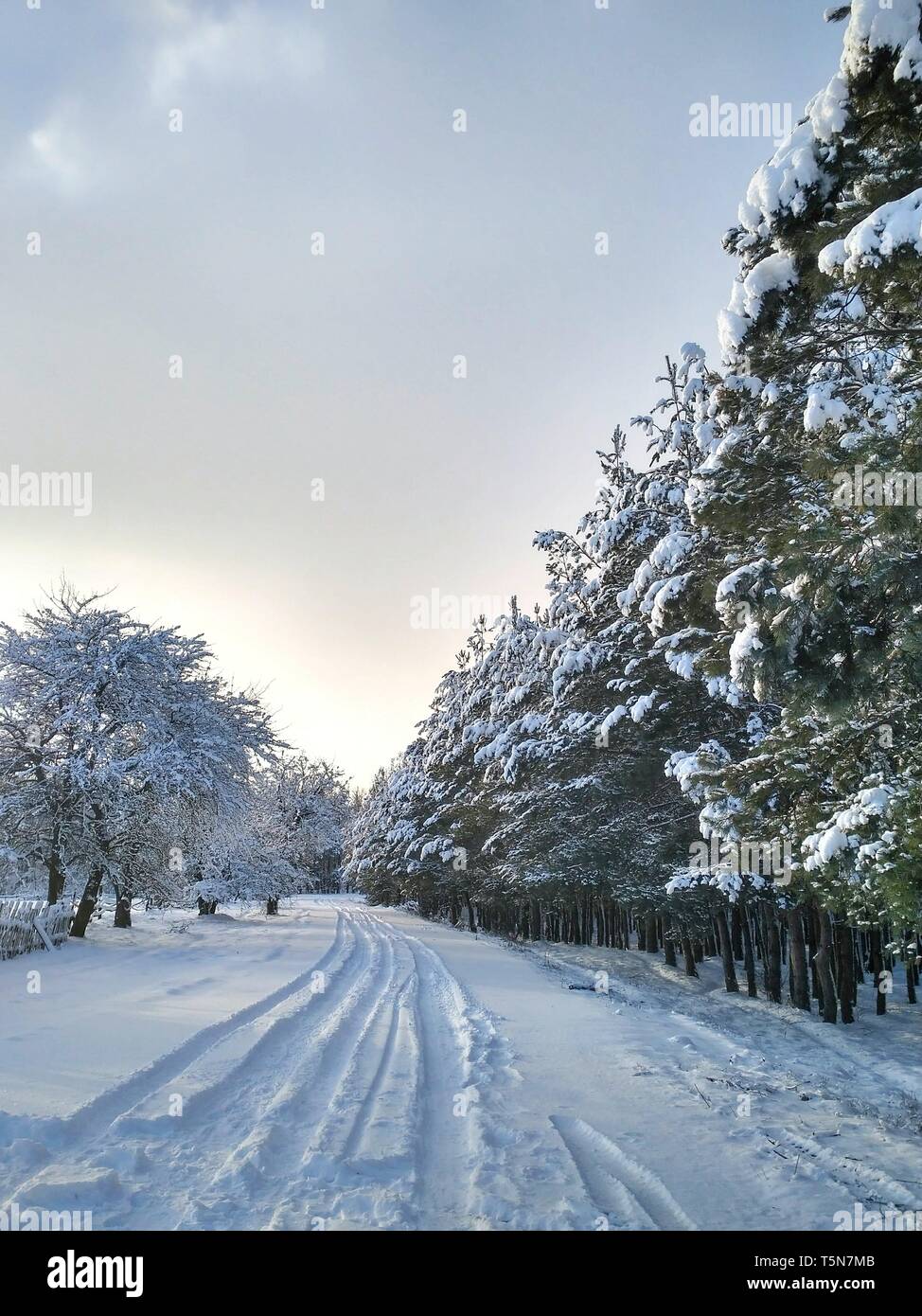 Winter snow lane trees sunset hi-res stock photography and images - Alamy