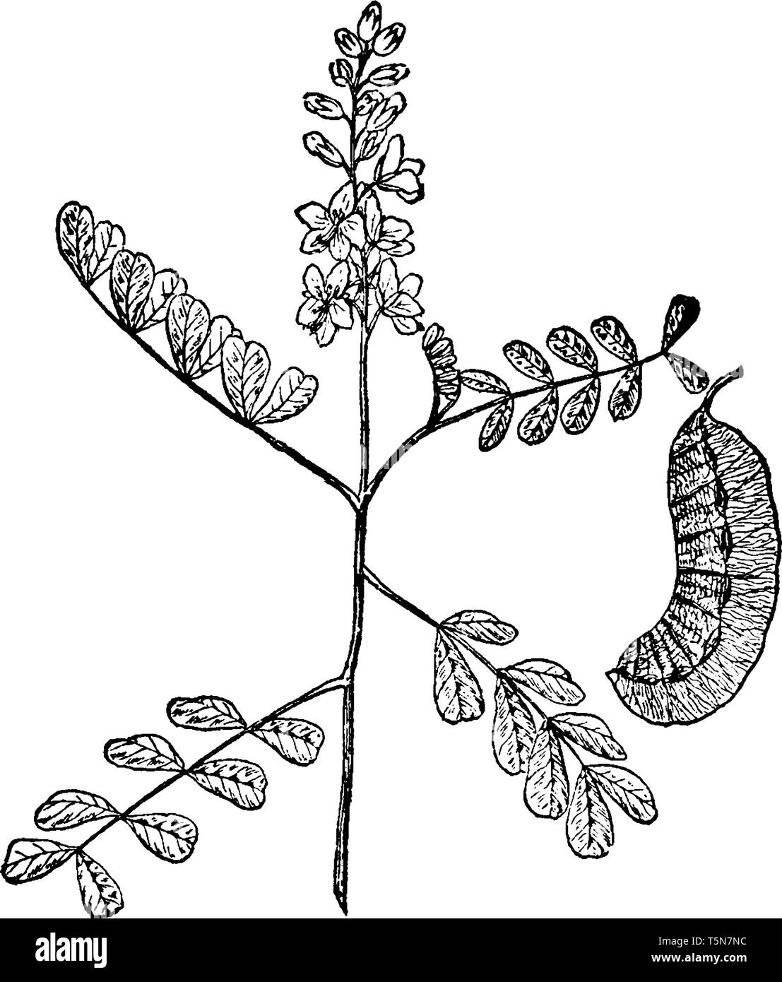 Branch seeds Stock Vector Images - Alamy