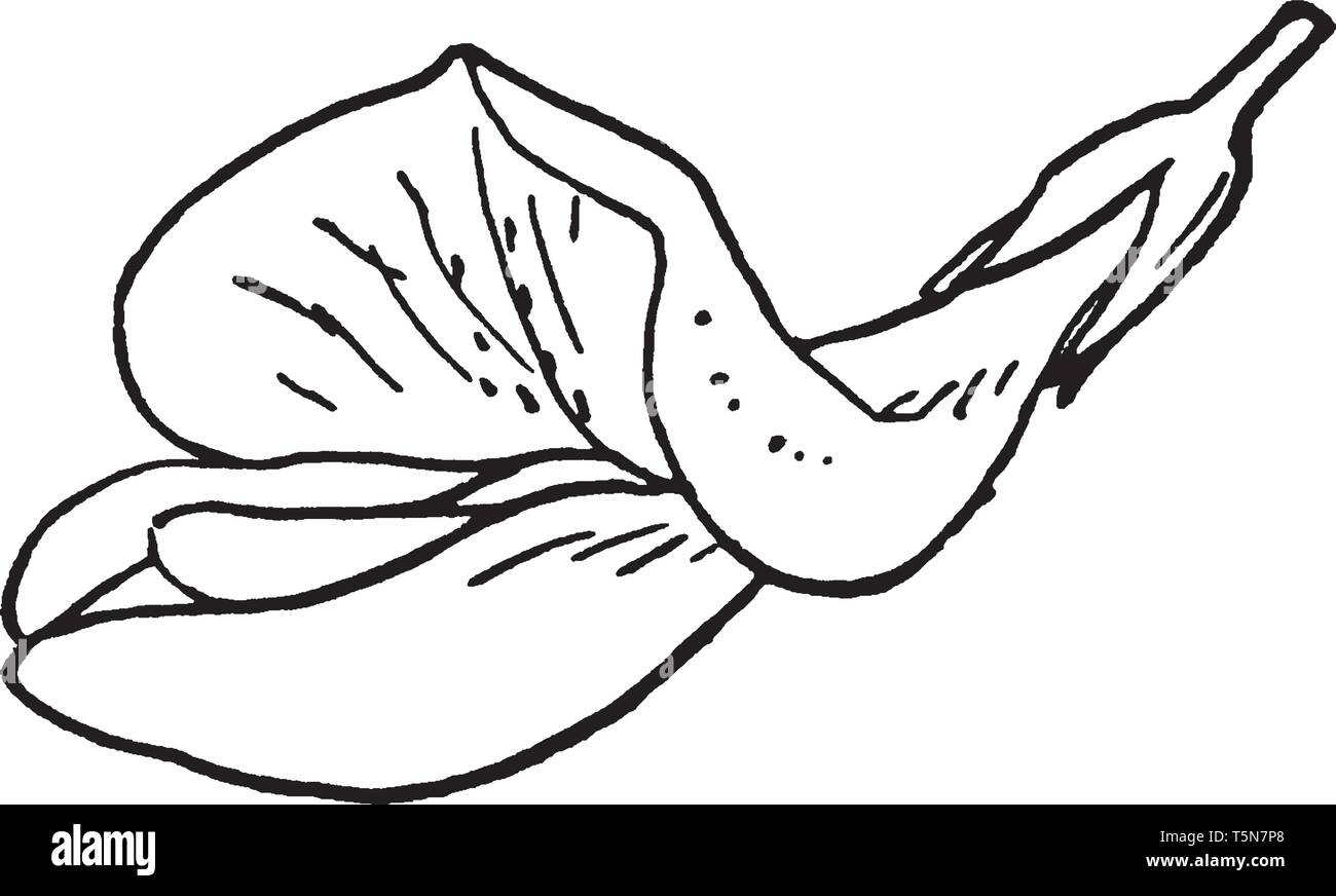 A picture is a flower of Laburnum plant. The Flower is yellow; its ...