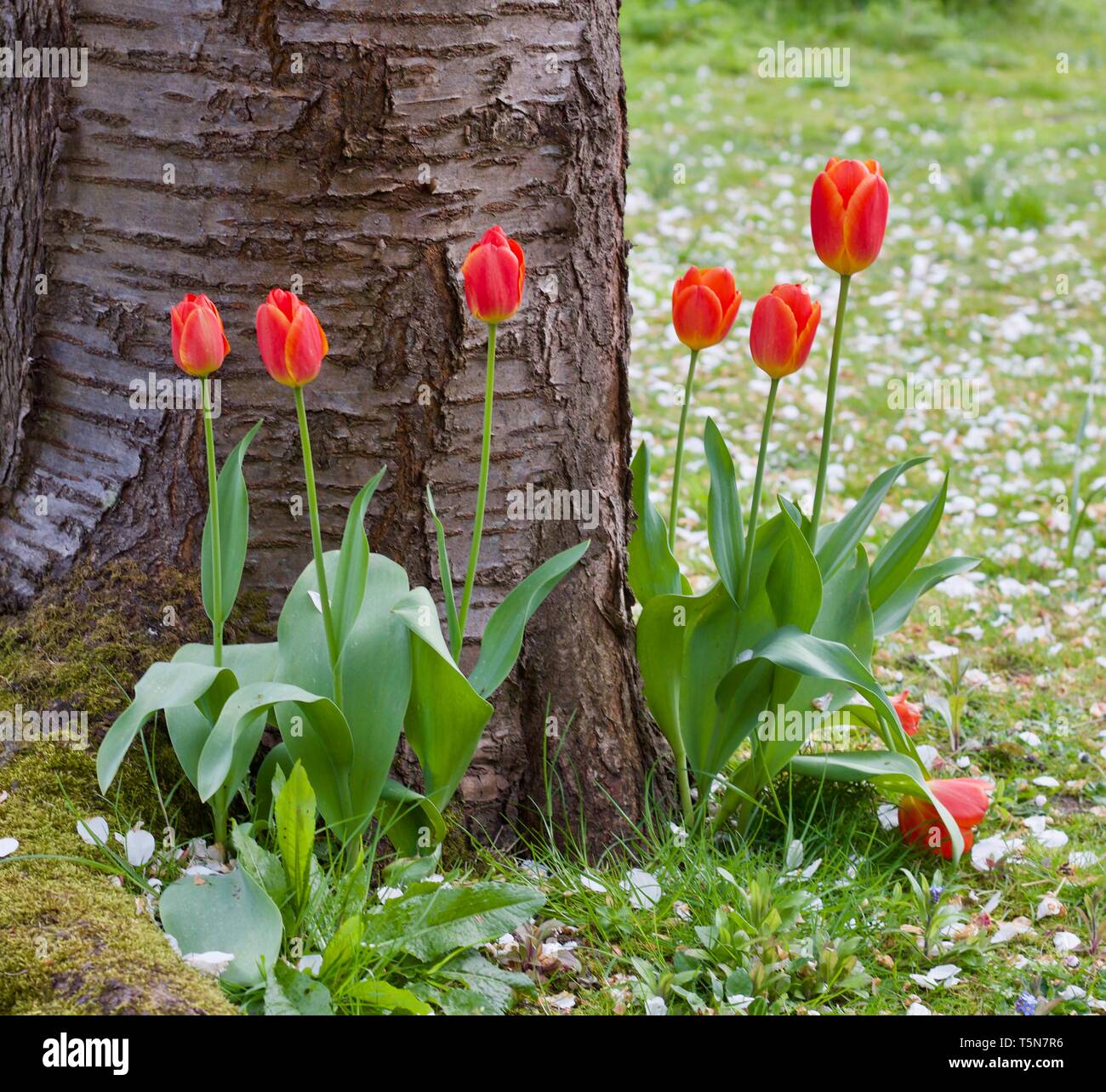 Pretty red tulips at base of tree - nice spring scene - image Stock ...