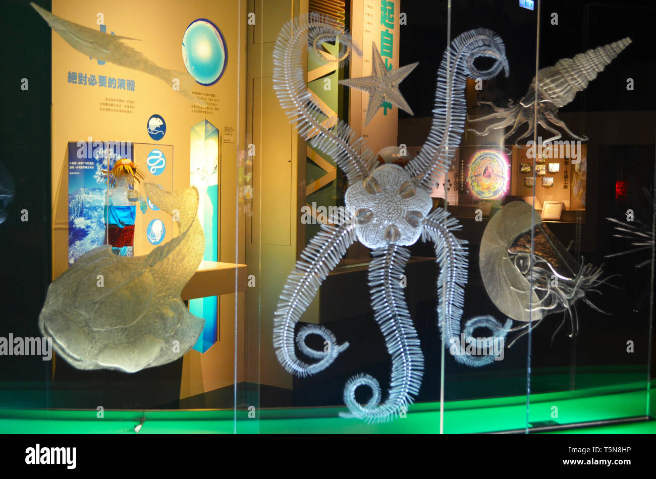 Displays at the National Museum of Natural Science, Taichung (Taiwan ...
