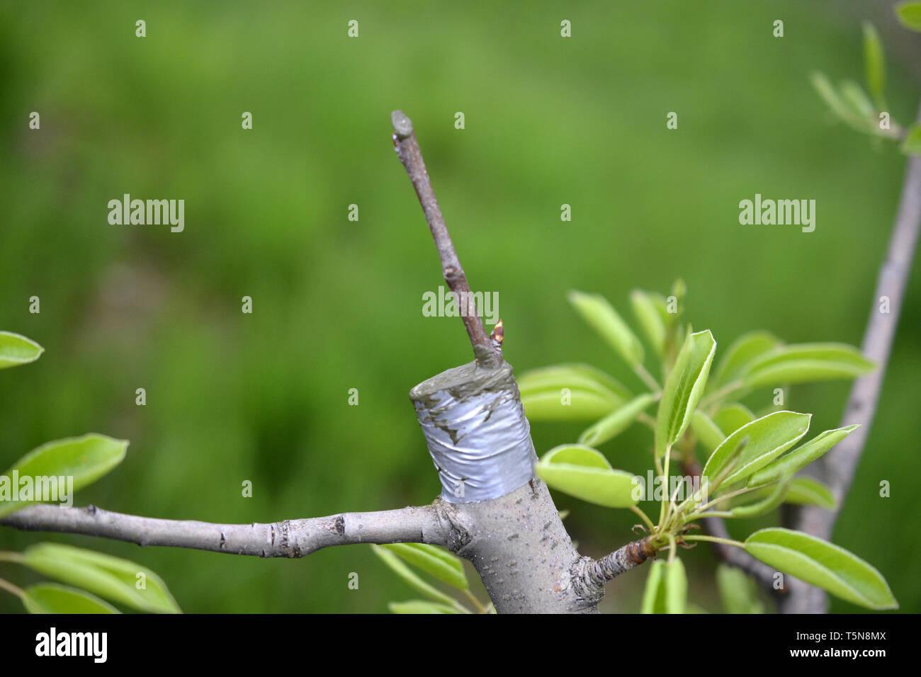 Grafting fruit hi-res stock photography and images - Alamy