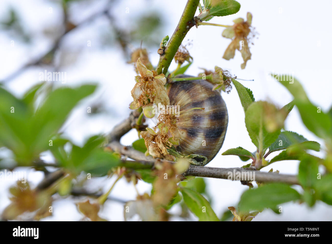 On arianta arbustorum hi-res stock photography and images - Alamy