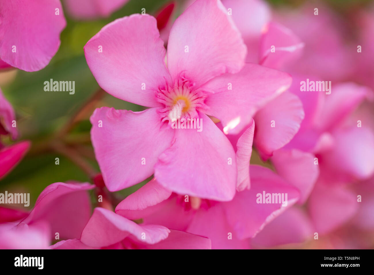 light pink oleander blooming bunch close up in the garden Stock Photo ...