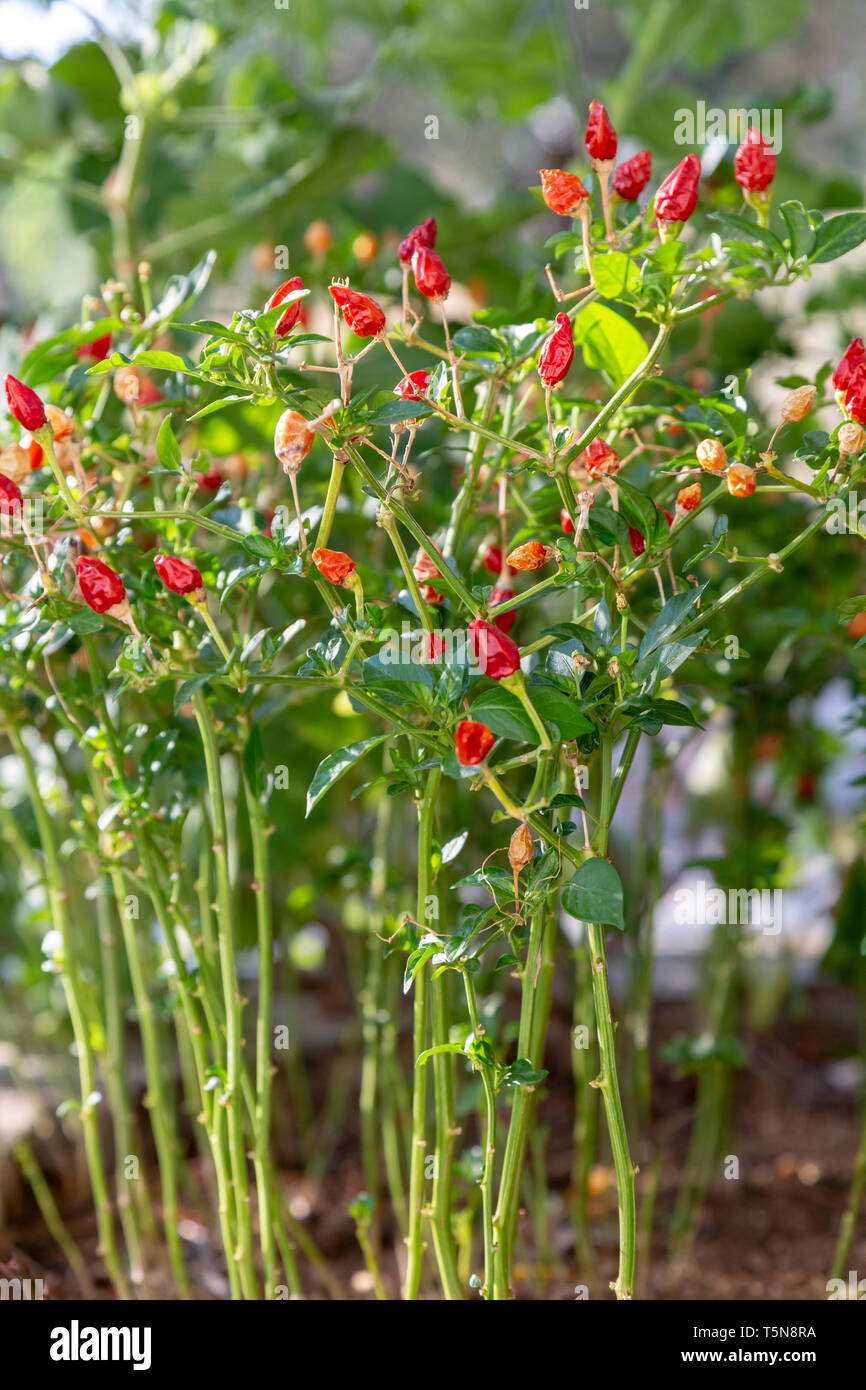Red and yellow peppers in pot hi-res stock photography and images - Alamy
