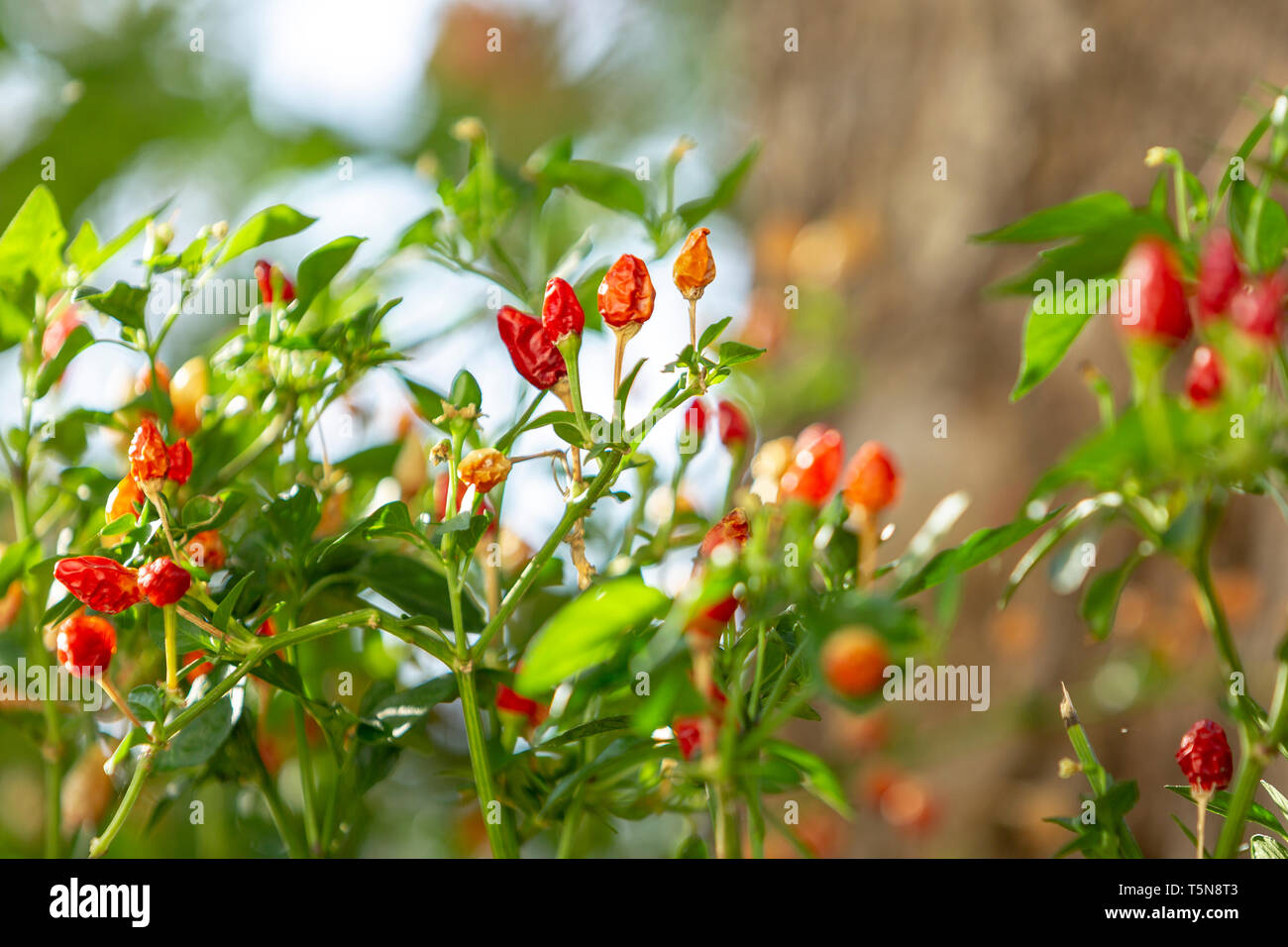 Close-up of Chili pepper plant growing in the garden. Red, orange and ...