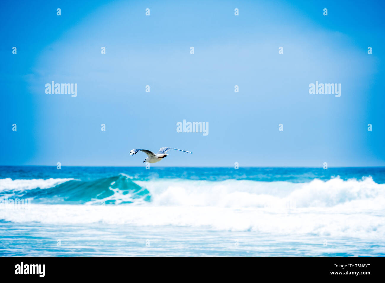 Seascape and wildlife hi-res stock photography and images - Alamy