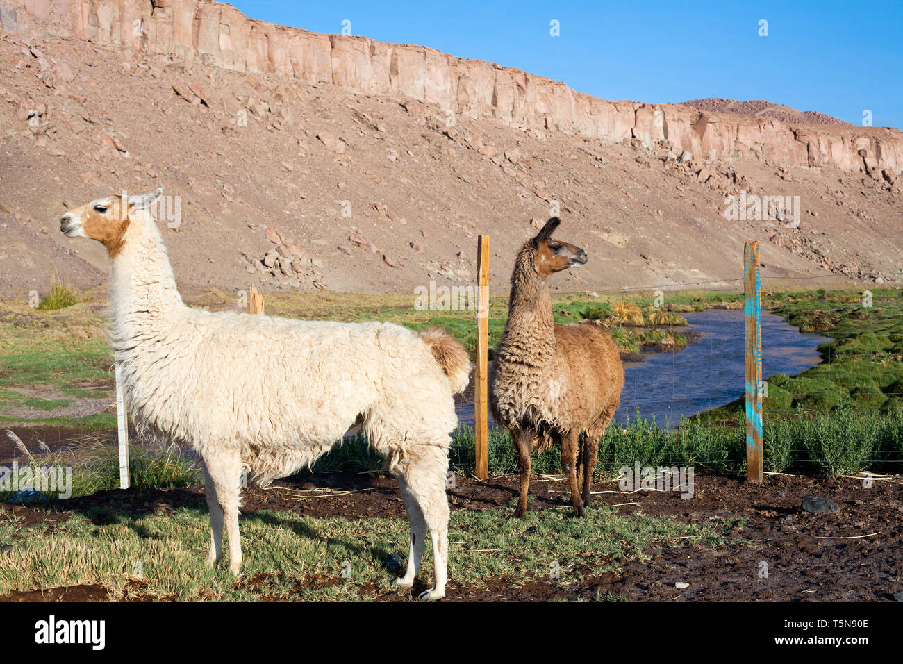 Alpacas at the Taira community in the Atacama Desert, Chile Stock Photo ...