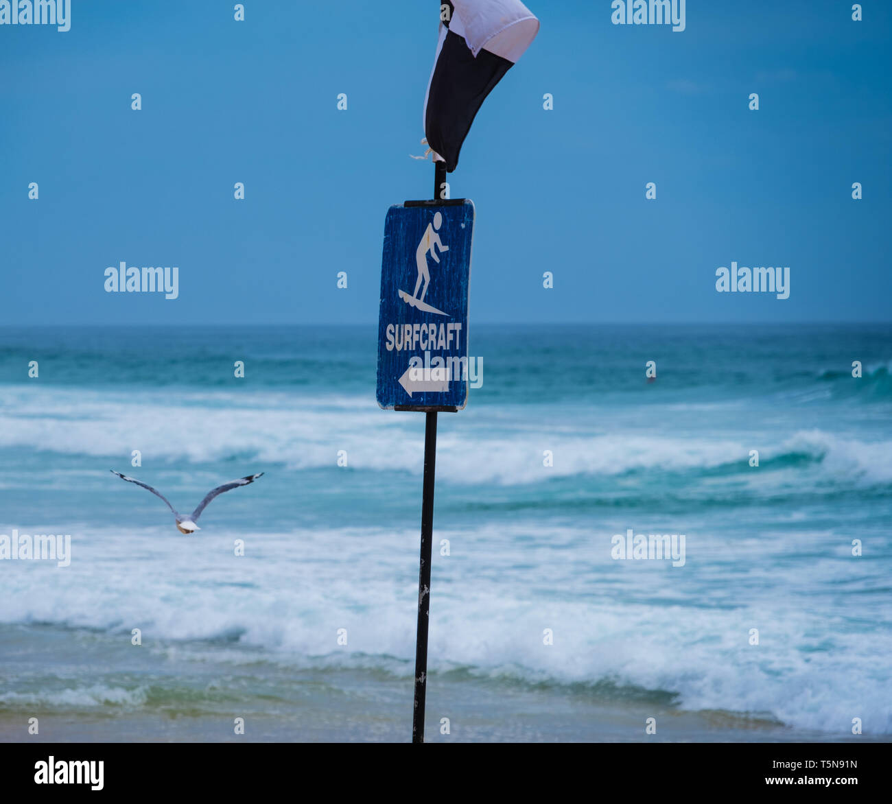 Surfing with wildlife hi-res stock photography and images - Alamy