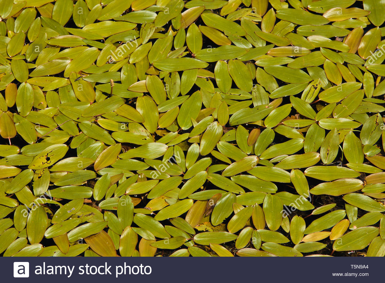 Floating Pondweed Stock Photos & Floating Pondweed Stock Images - Alamy