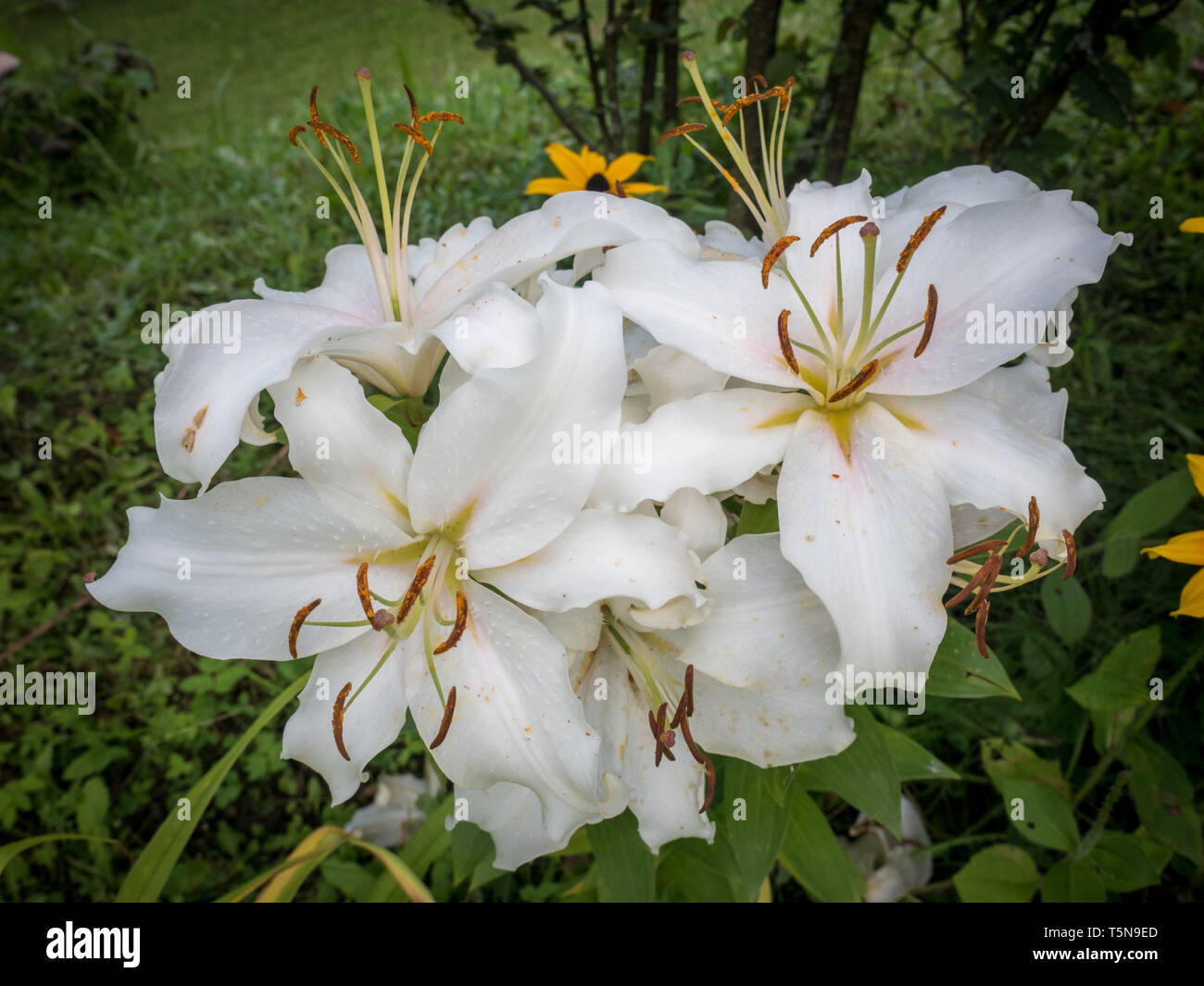 White lilies with small yellow flowers on a green background of a ...