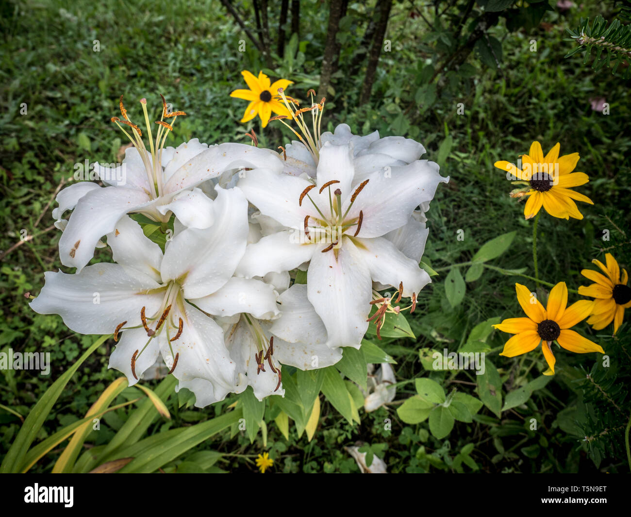 Lilium blooming hi-res stock photography and images - Alamy