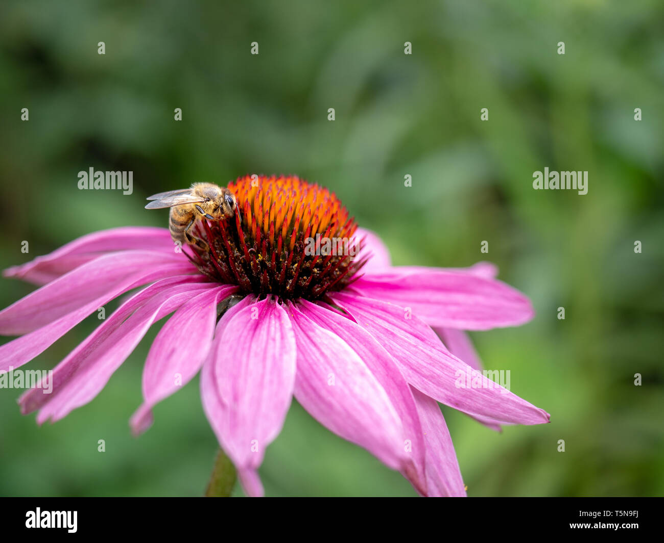 Pollination bee flower hi-res stock photography and images - Alamy
