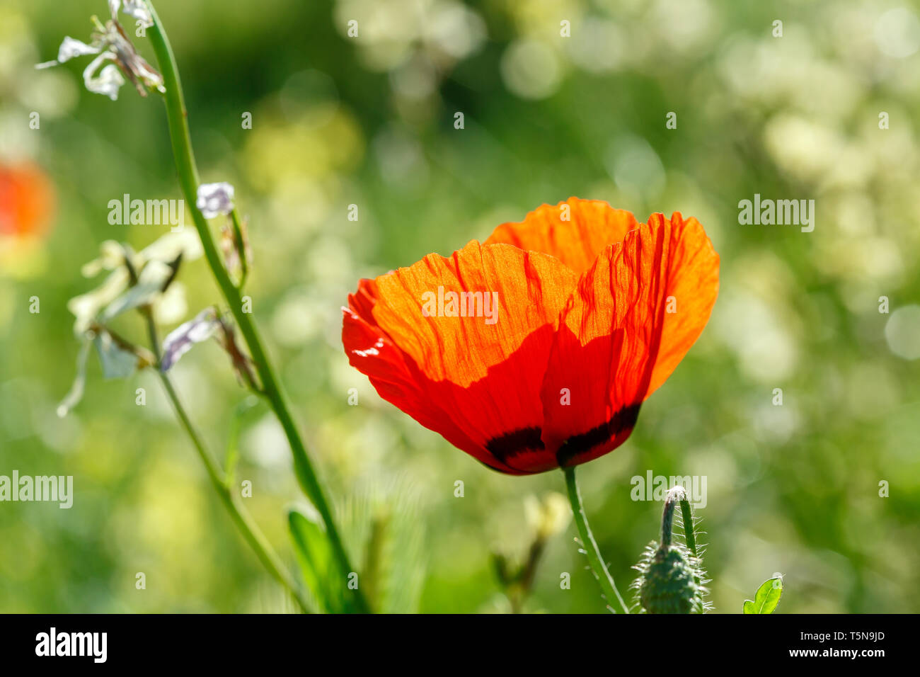 red poppy flowers. small GRIP Stock Photo - Alamy
