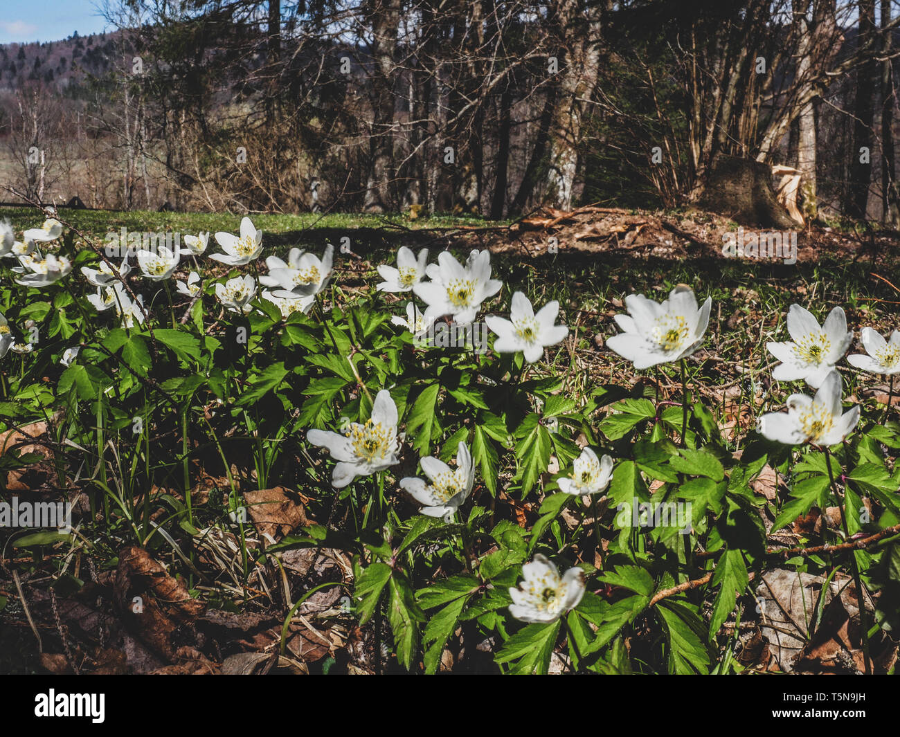 Early spring white flowers on a mountain meadow. Anemone is a genus of ...