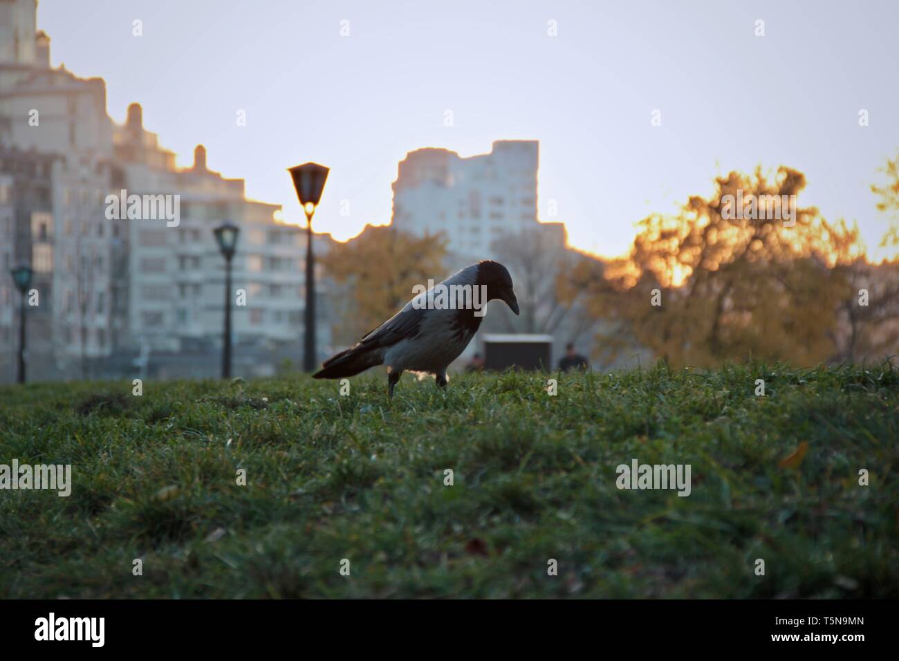 Raven at sunset hi-res stock photography and images - Alamy