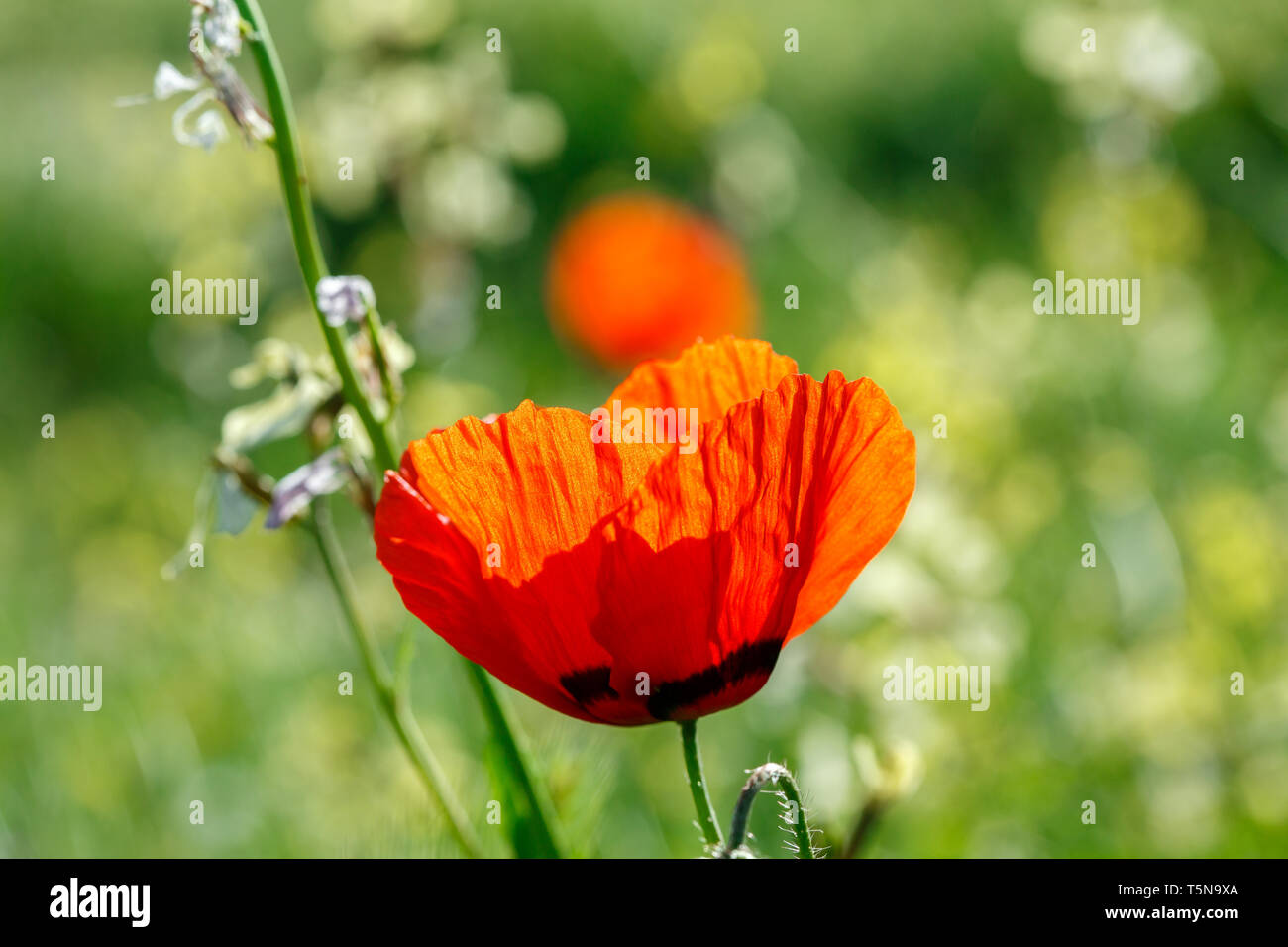 red poppy flowers. small GRIP Stock Photo - Alamy