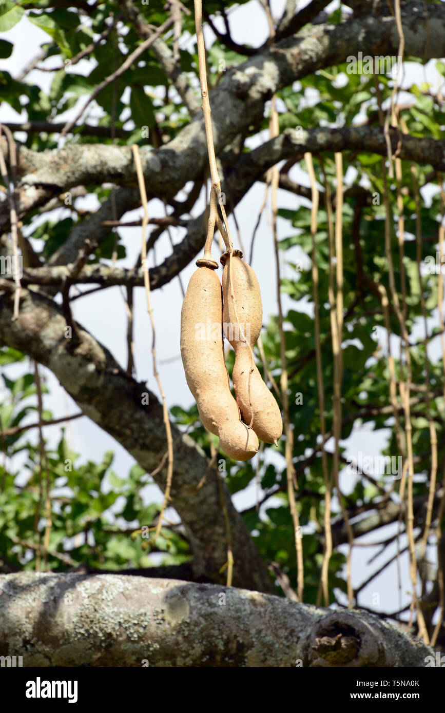 Kigelia Africana High Resolution Stock Photography and Images - Alamy