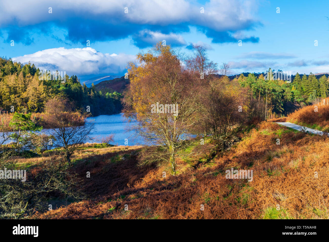 The Tarns, Tarn Hows near Coniston, Lake District National Park ...
