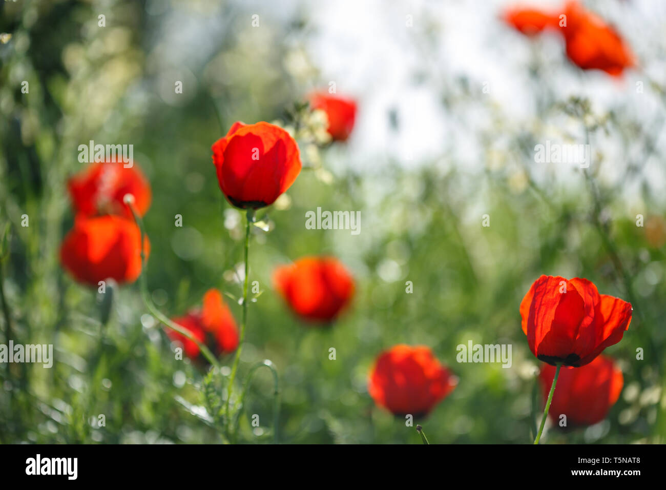 red poppy flowers. small GRIP Stock Photo - Alamy