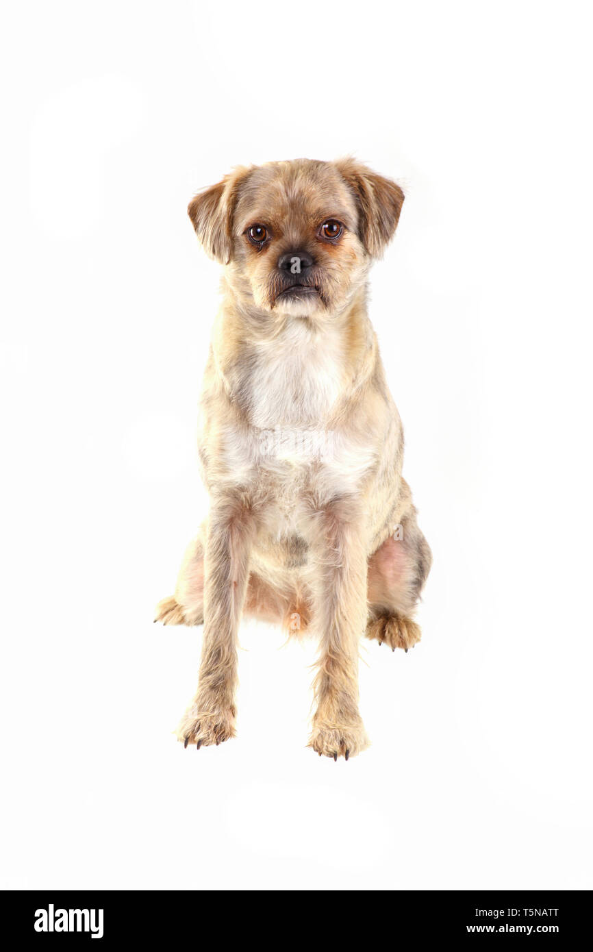 Portrait from a Mixed Breed Dog - isolated Stock Photo - Alamy