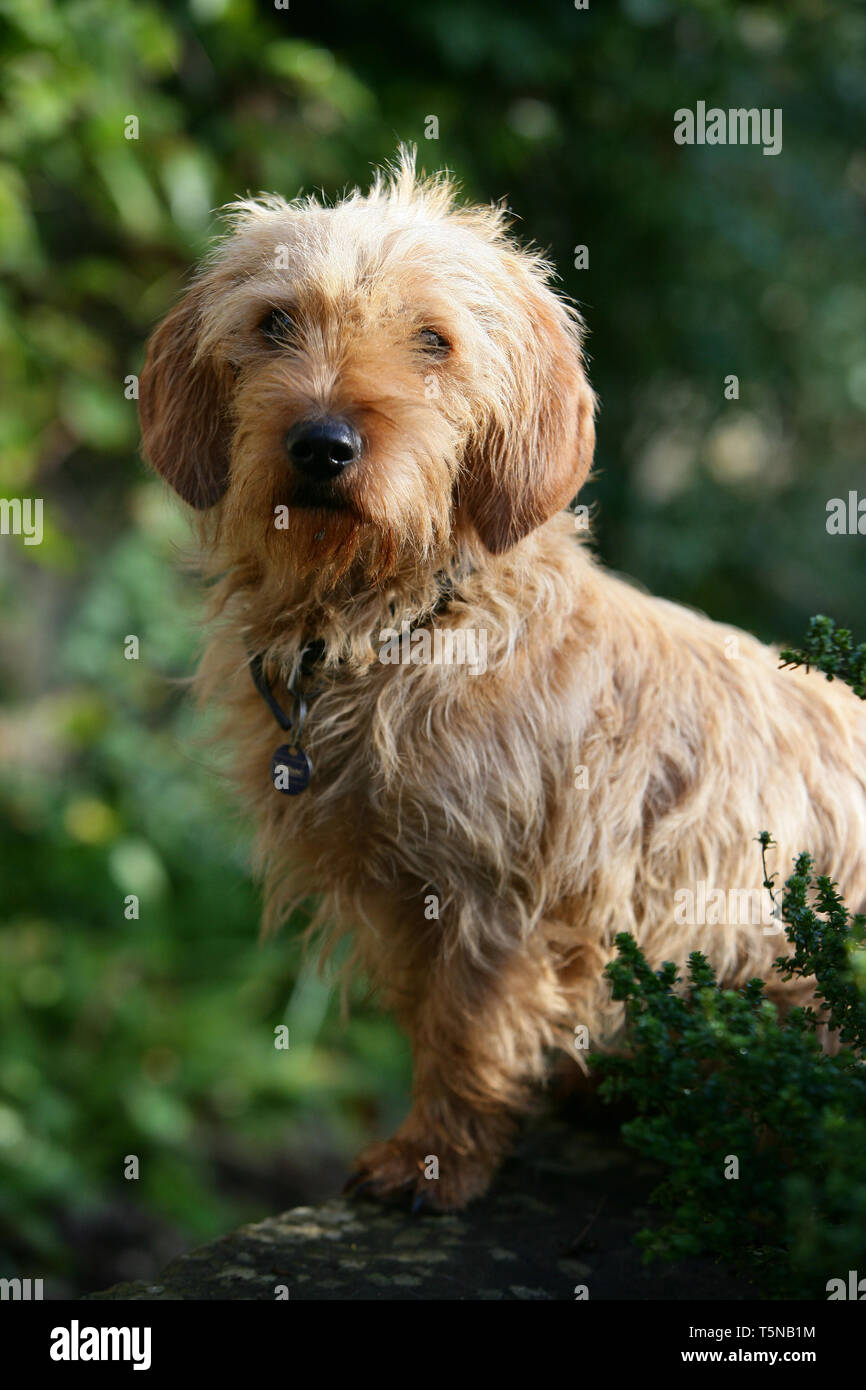 Brittany fawn basset hi-res stock photography and images - Alamy