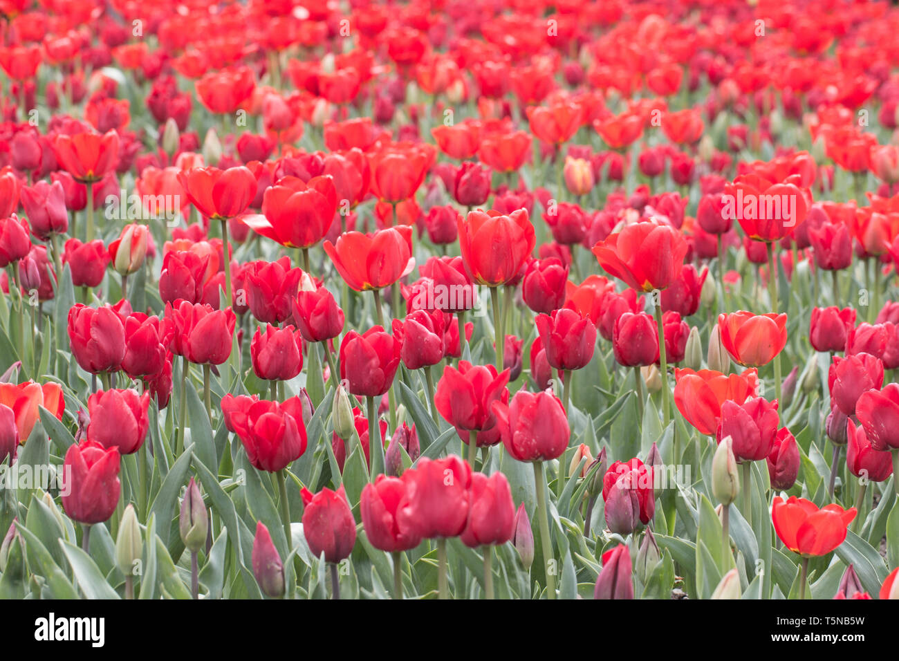 Field of deep red tulips on a spring day Stock Photo - Alamy