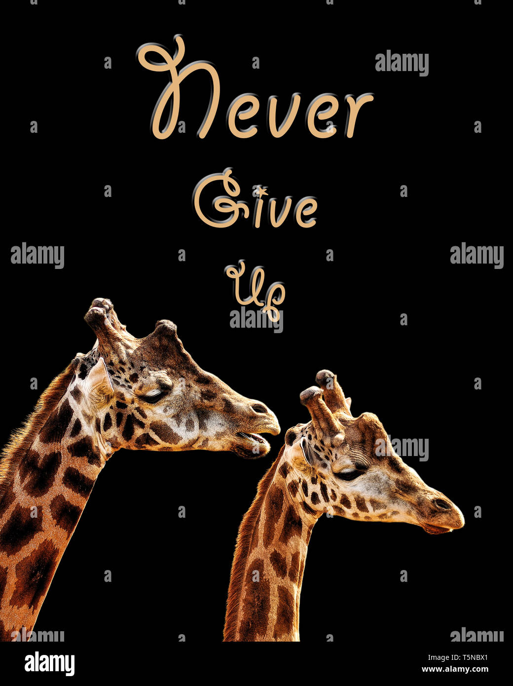 Inspirational quotes never give hi-res stock photography and images - Alamy