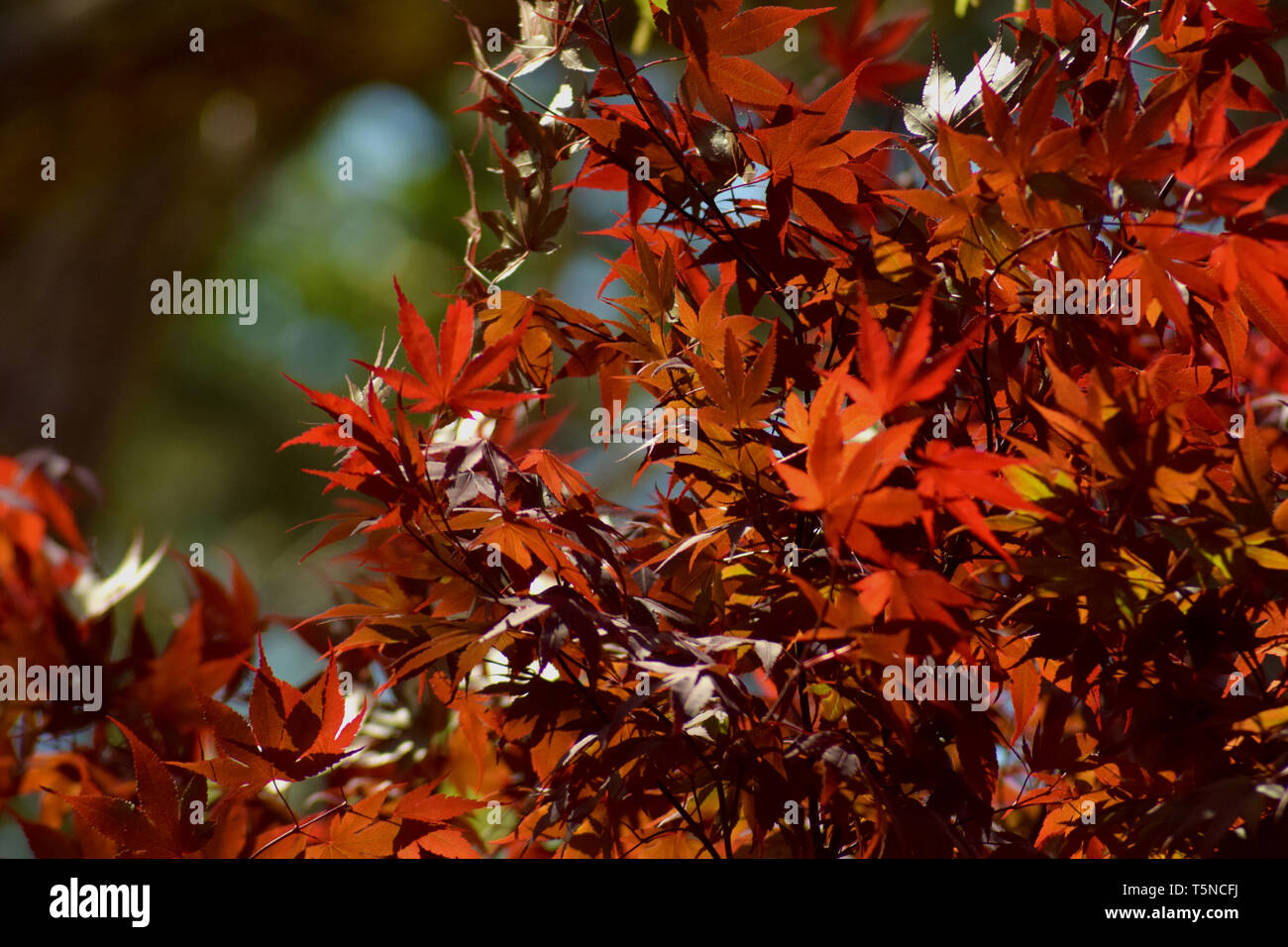 Red Maple Tree Leaves Stock Photo - Alamy