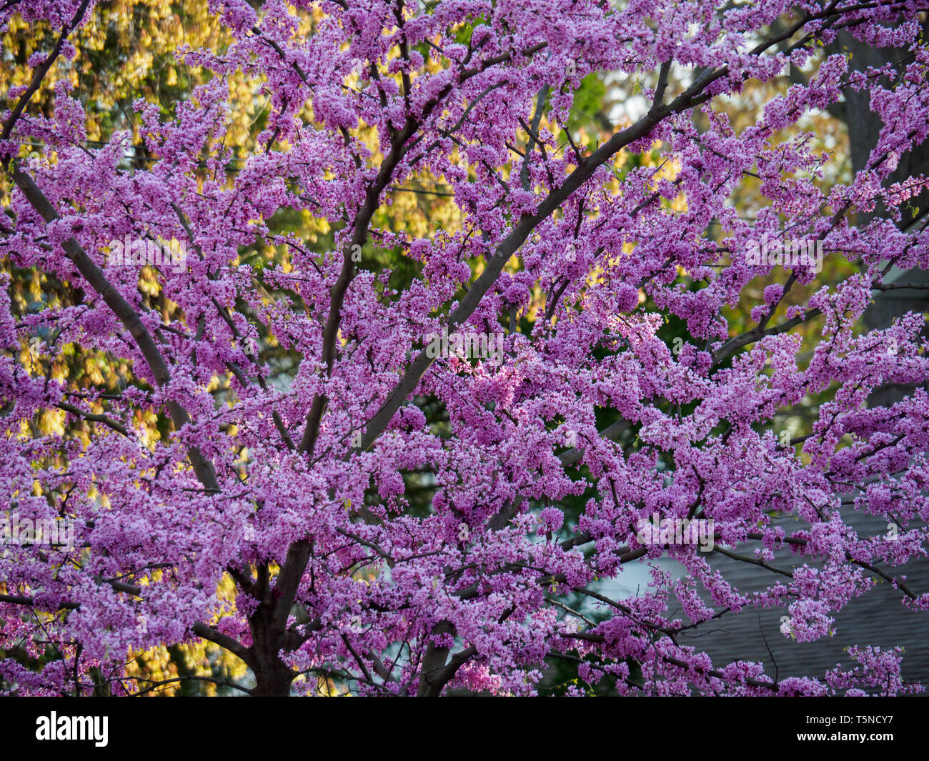 Red Bud Tree High Resolution Stock Photography and Images - Alamy