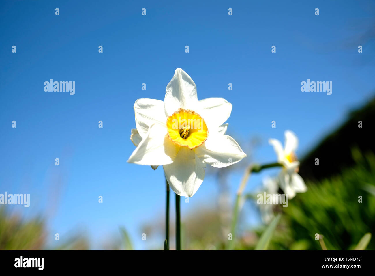 Fortune daffodil hi-res stock photography and images - Alamy