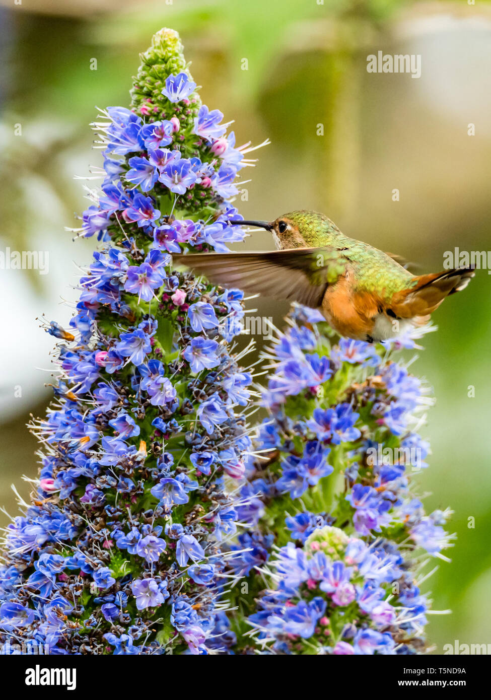 A Allen's Hummingbird, Selasphorus sasin, feeds on the flowers of Pride ...